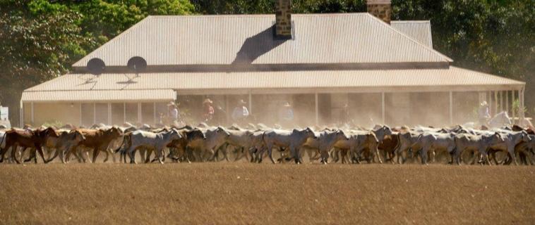King of the screen | The Centralian Today