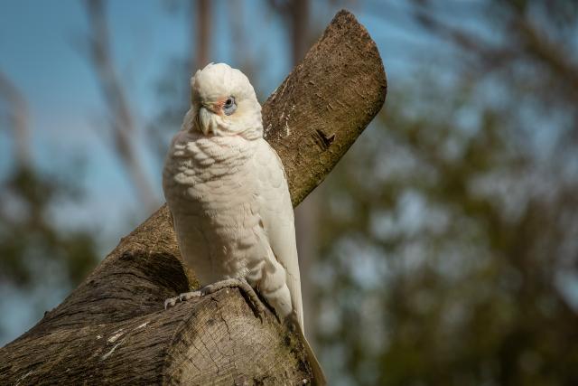 Take flight with bird count | The Centralian Today